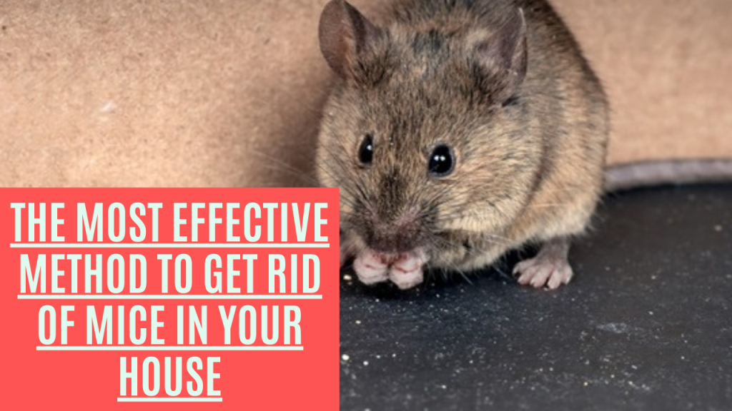 Effective method to Get Rid of Mice in Your House: Dirt2Tidy