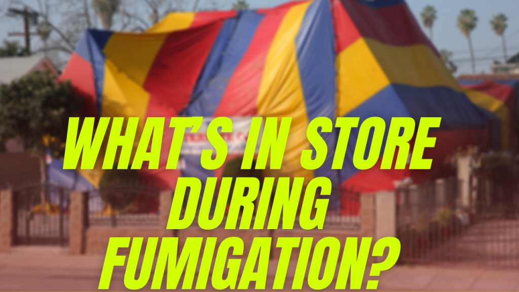 What's in store During House Fumigation? | Dirt2Tidy Cleaners