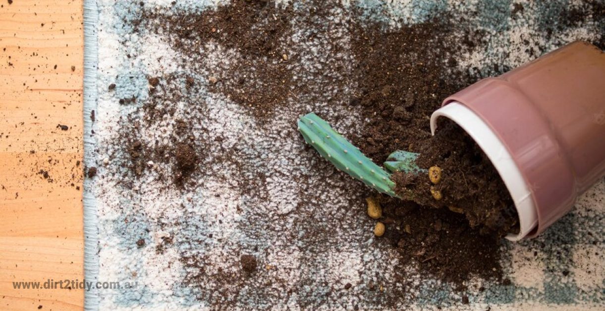 How to clean out a potting soil stain from a rug? - Dirt2tidy