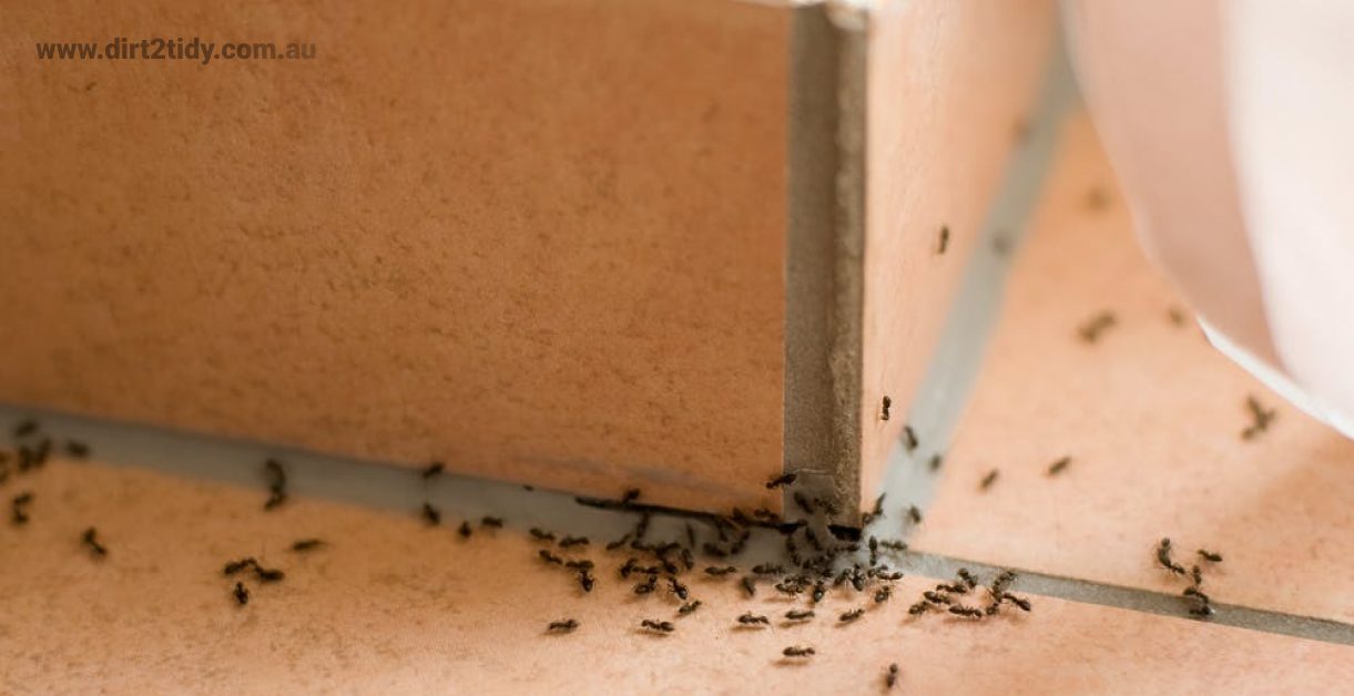 How do I get rid of small bugs in my kitchen cupboards?