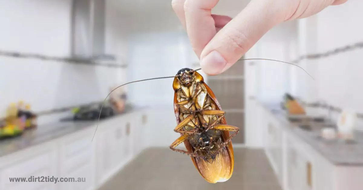 How do I get rid of small bugs in my kitchen cupboards?