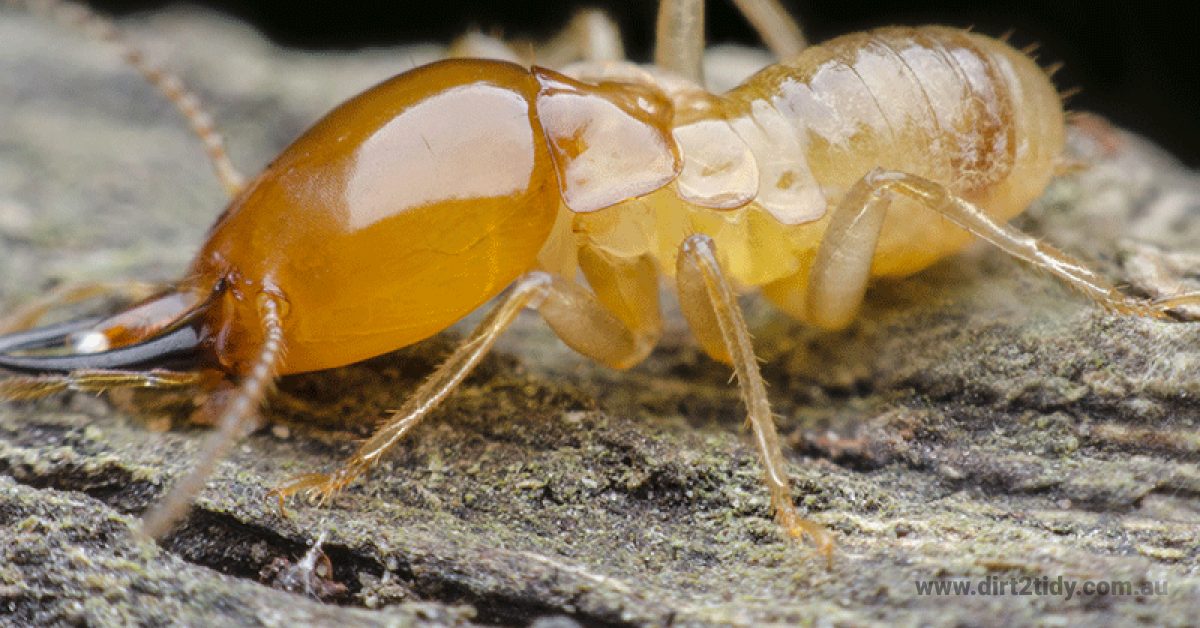 How to be sure I don't have termites? - Cleaning Tips and Tricks for ...