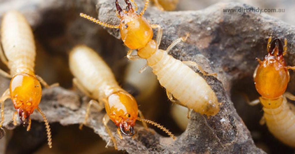 How to be sure I don't have termites? - Cleaning Tips and Tricks for ...