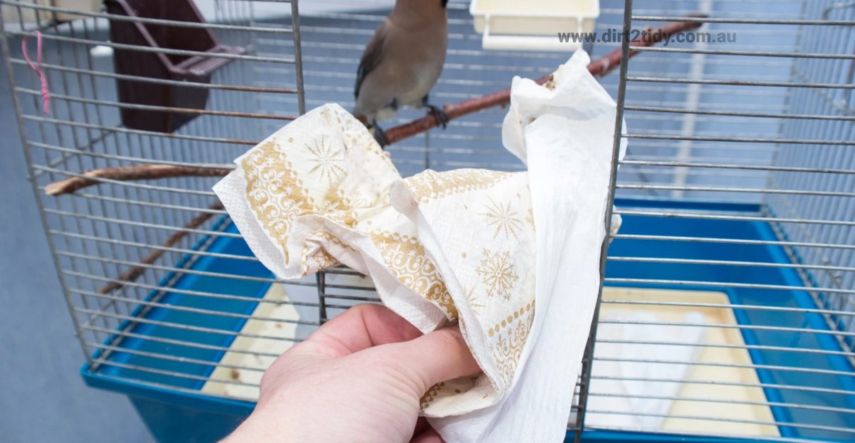 How to clean an untamed budgie s cage? - Cleaning Tips and Tricks for ...