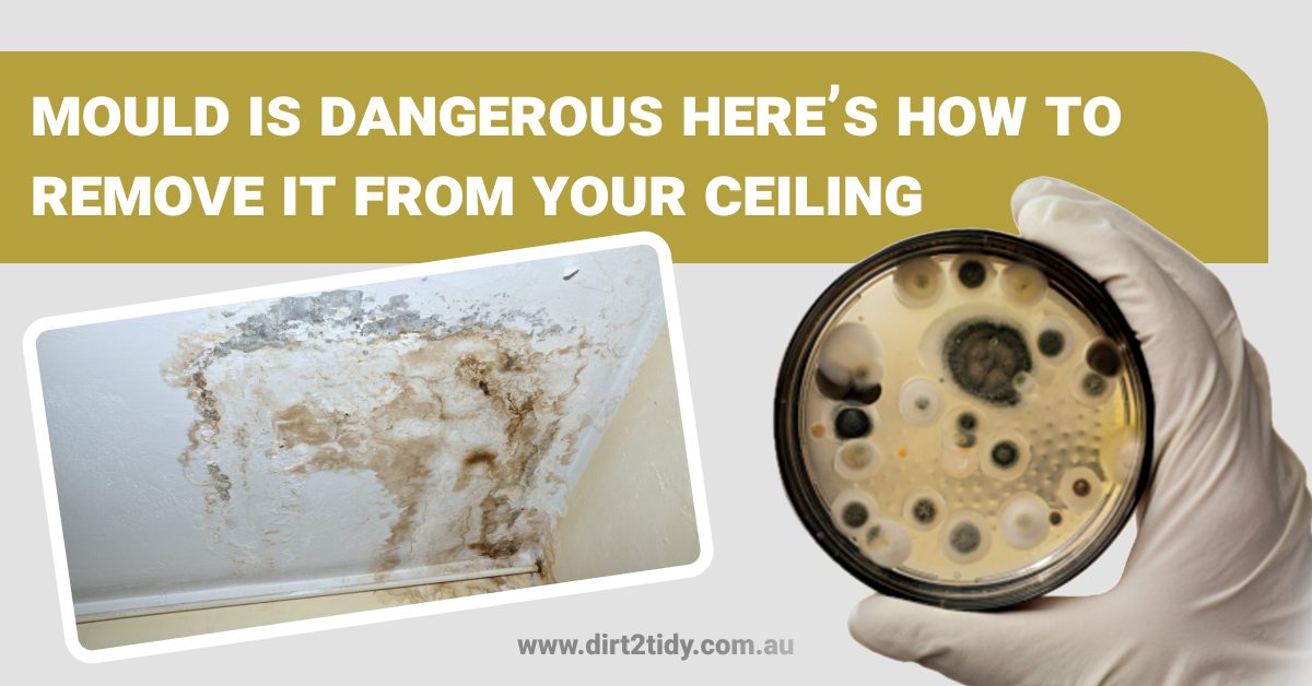 Mould is Dangerous Here’s How to Remove It from Your Ceiling