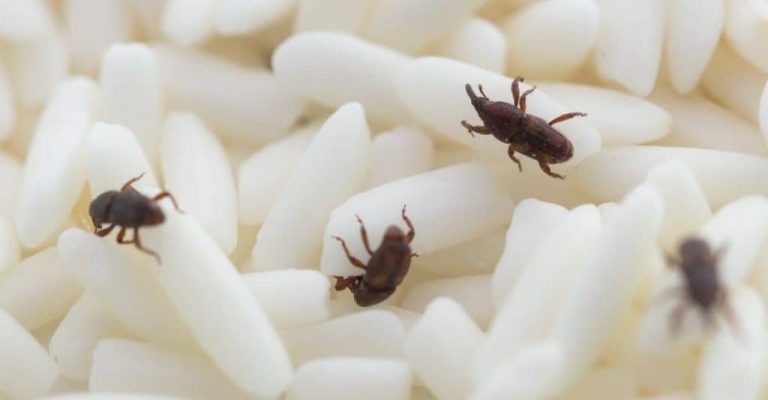 Our Experts Share Their Top Tips On How To Get Rid Of Pantry Bugs