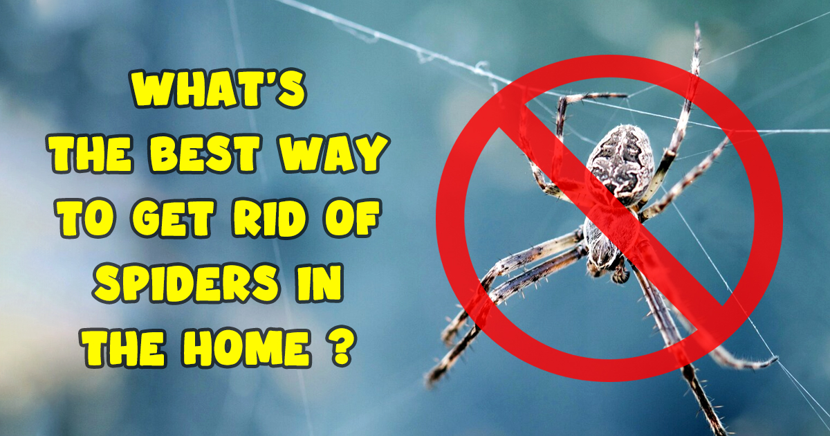 What's the best way to get rid of spiders in the home?