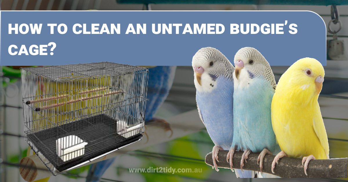 How To Clean An Untamed Budgie S Cage? | Dirt2Tidy